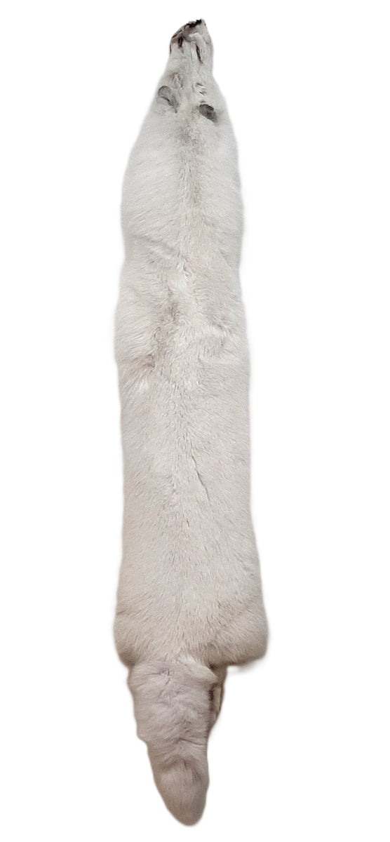 Arctic White Fox Pelt, Ranched – Dakotaline Furs