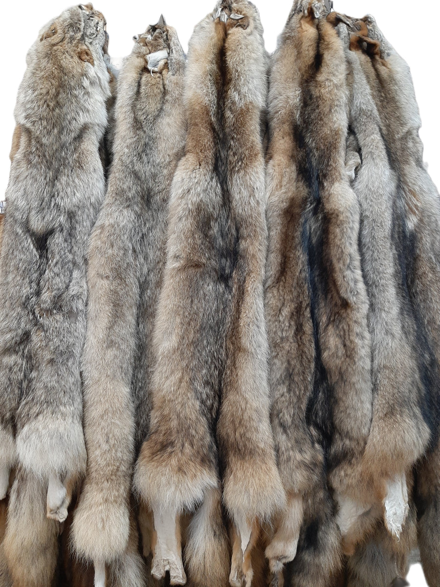 TANNED COYOTE FUR COLLECTION – Dakotaline Furs