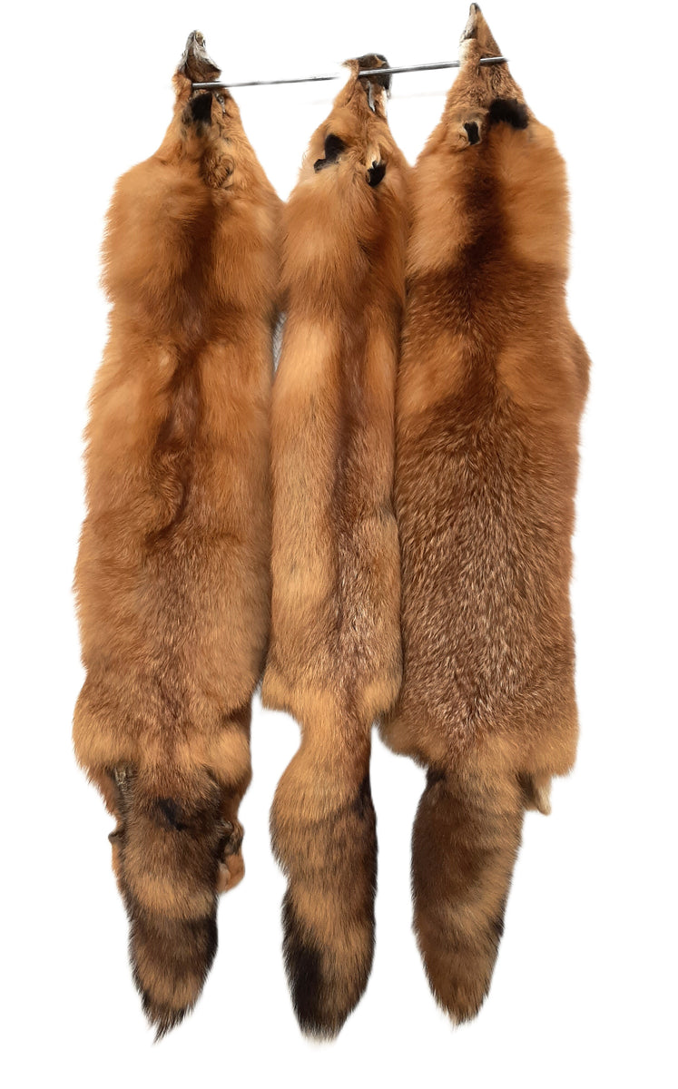 Red Fox, Cabin – Dakotaline Furs