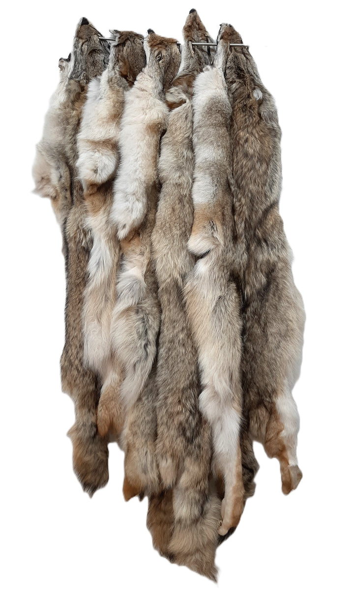 Coyote, Western – Dakotaline Furs
