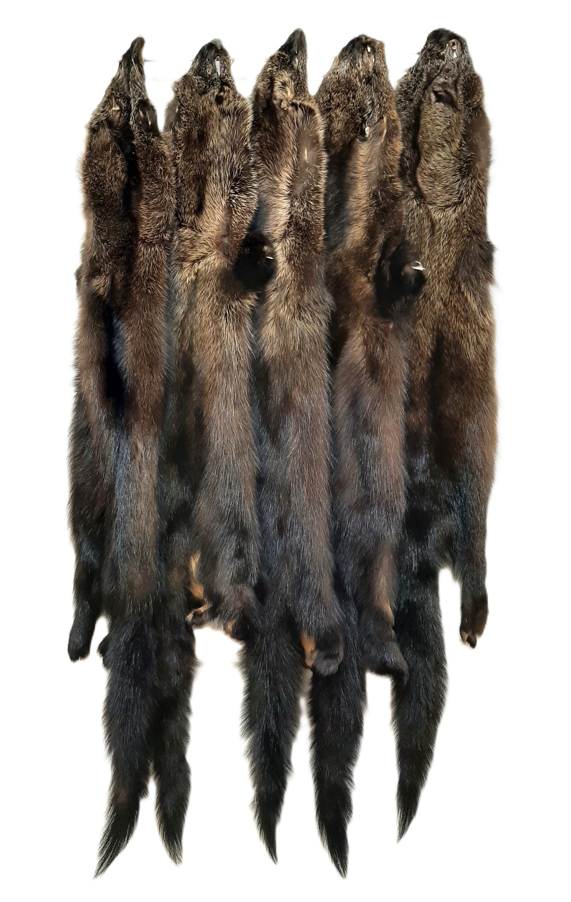 TANNED FISHER FUR COLLECTION – Dakotaline Furs