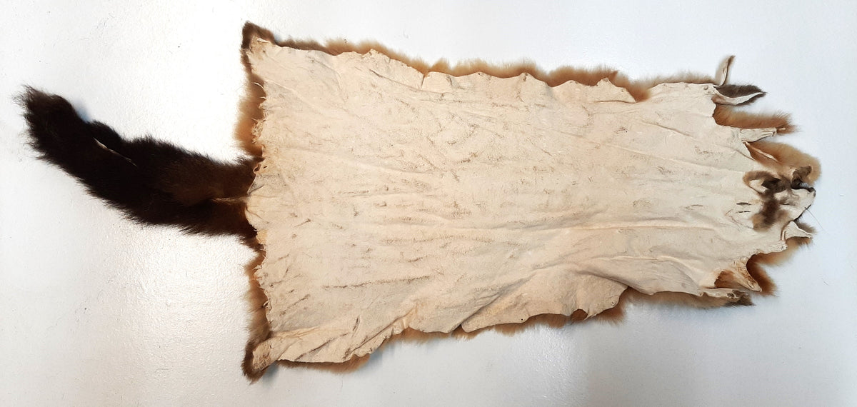 Brush-tail Possum Pelt – Dakotaline Furs