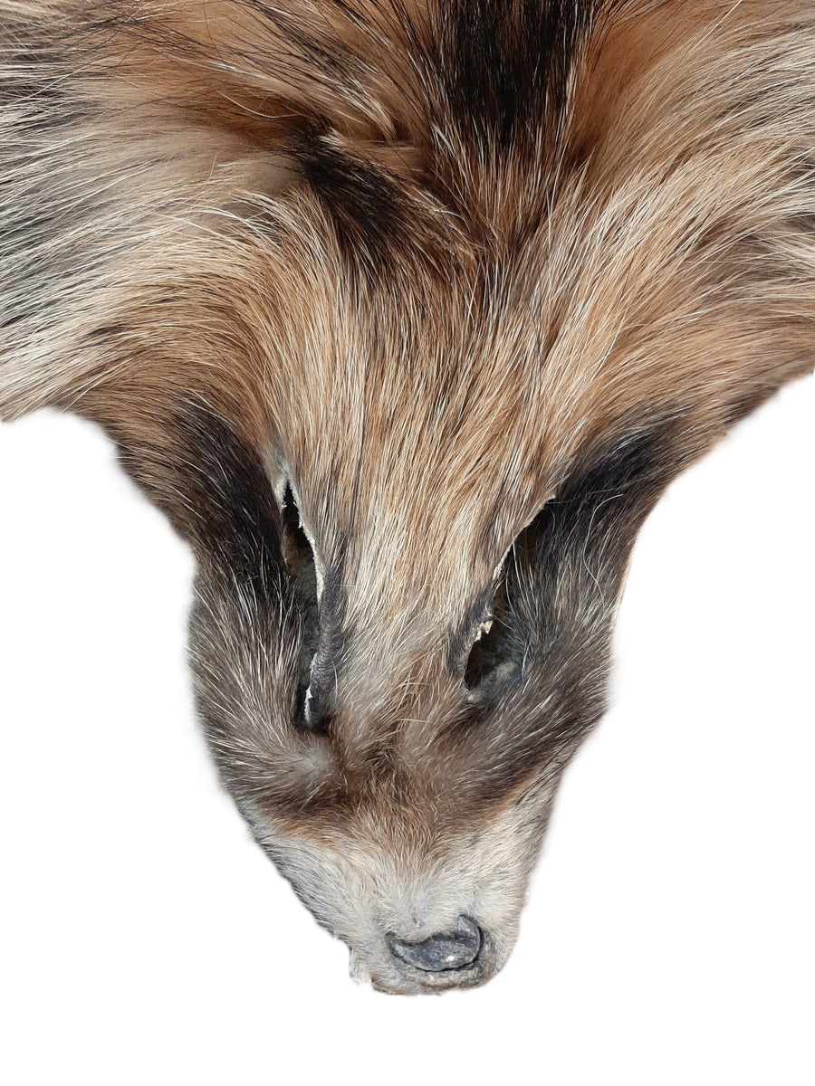 Finn Raccoon Dog Tanuki Fur Pelt (Finland), LG – Dakotaline Furs