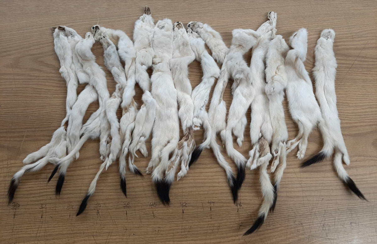 Natural White Weasel, Damaged - 15 count – Dakotaline Furs