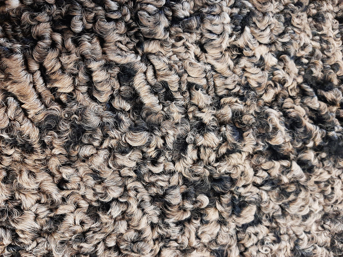 Karakul (Persian Lamb) Hide, Black & Beige – Dakotaline Furs