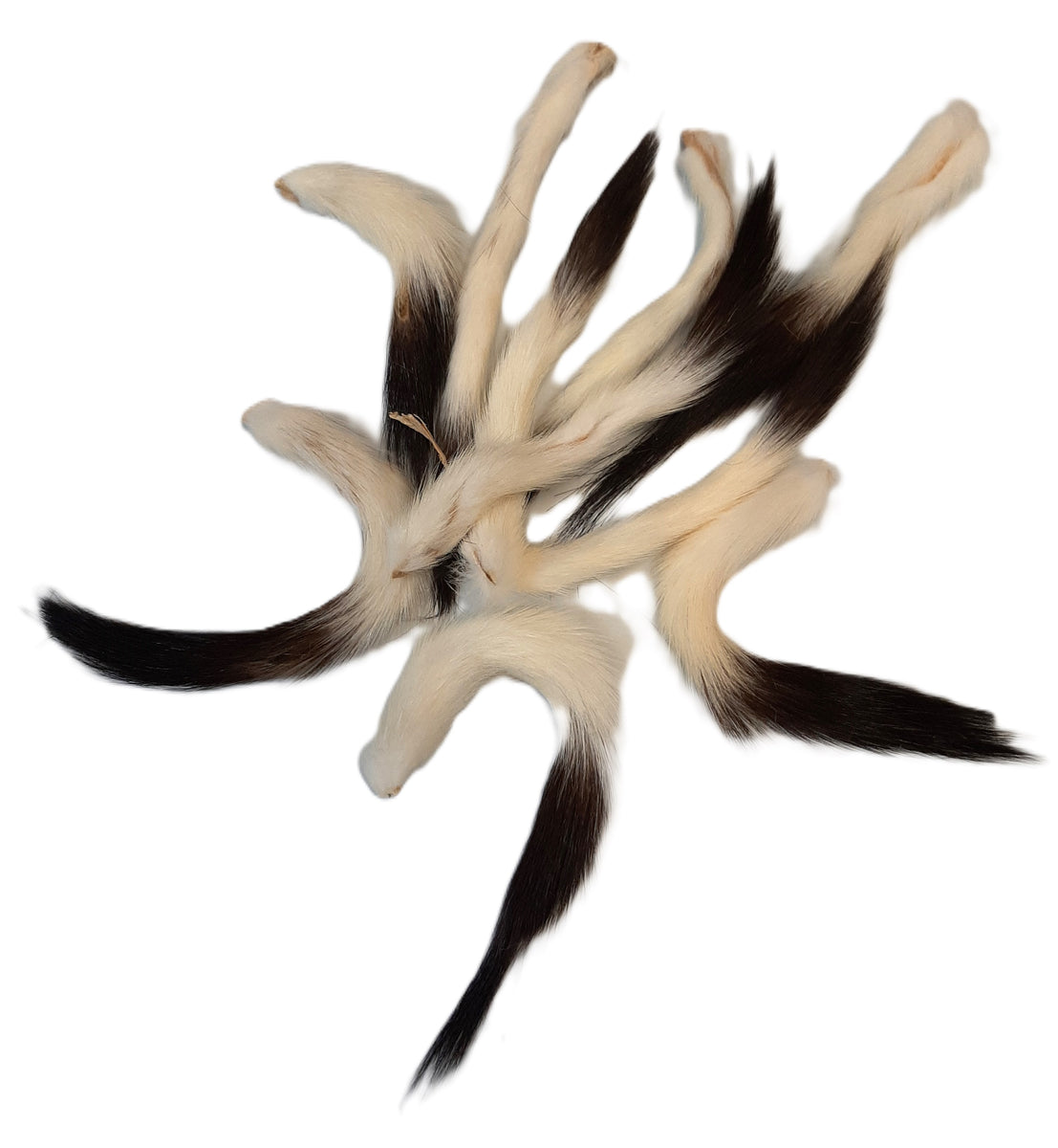 Weasel (Ermine) Tails – Dakotaline Furs