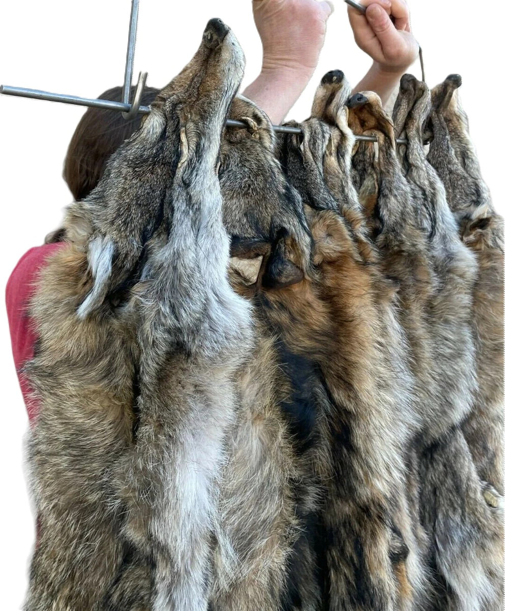 Coyote, Eastern (LG-1XL) – Dakotaline Furs