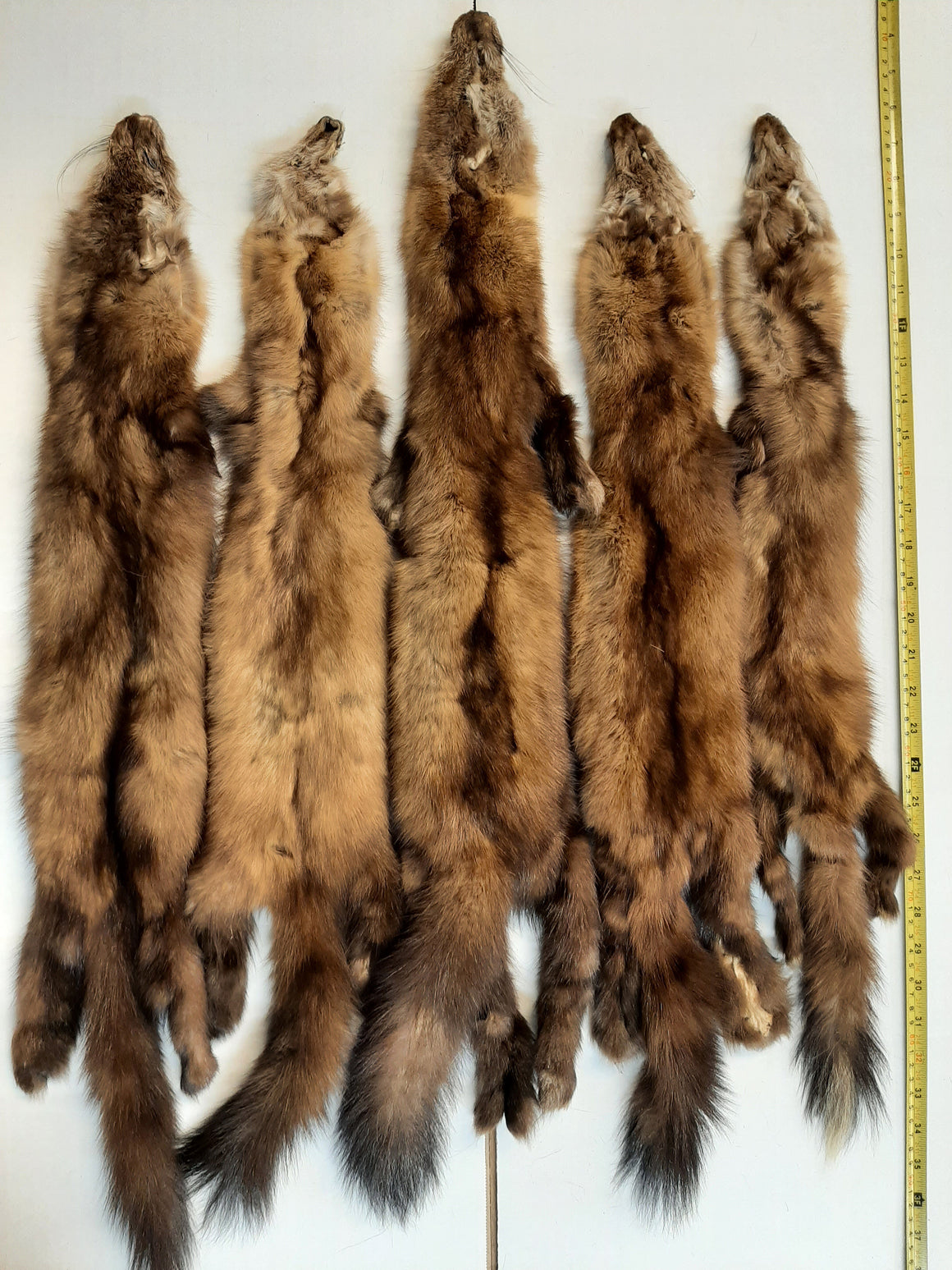 TANNED PINE MARTIN FUR COLLECTION – Dakotaline Furs