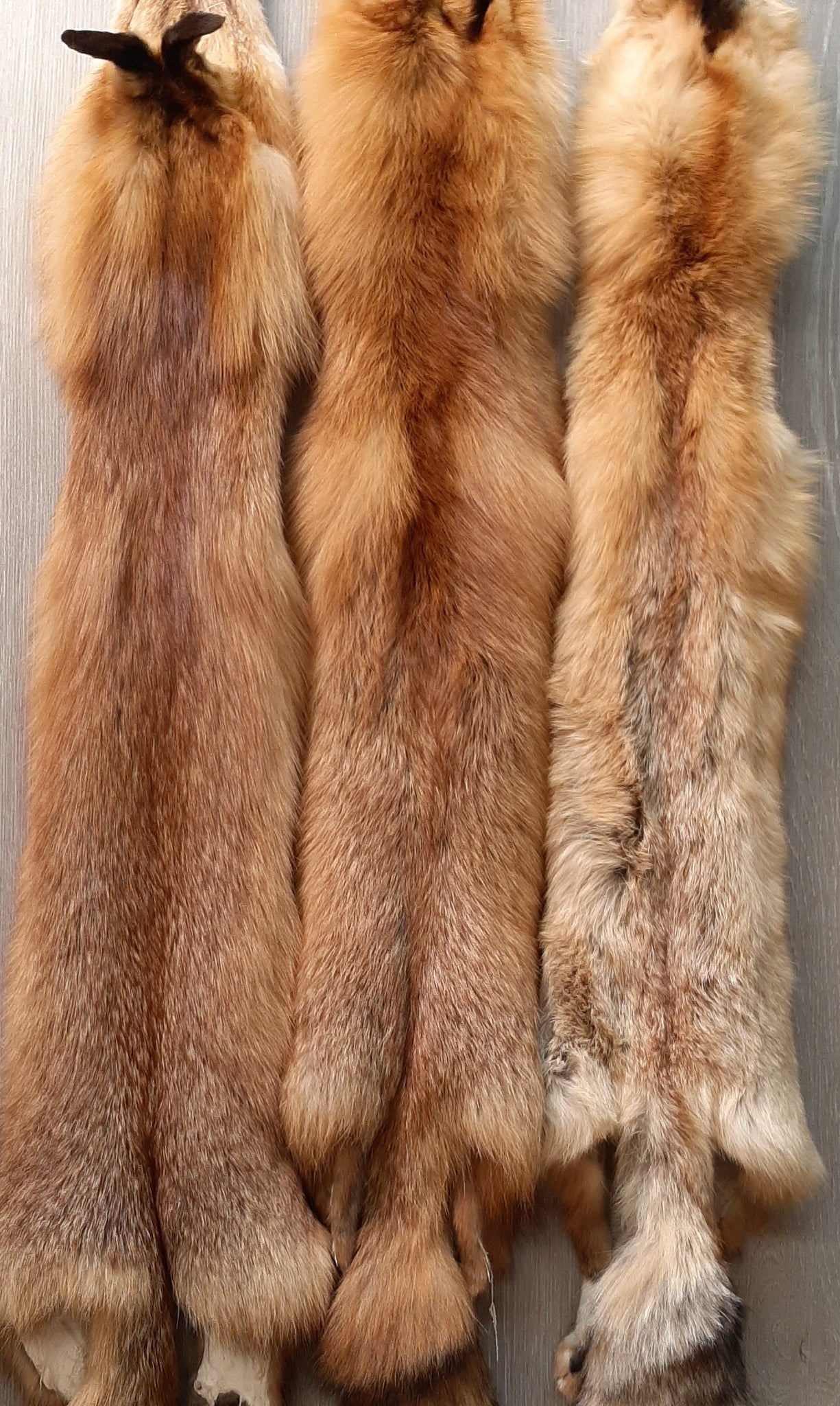 Red Fox Pelt, Tanned – Dakotaline Furs