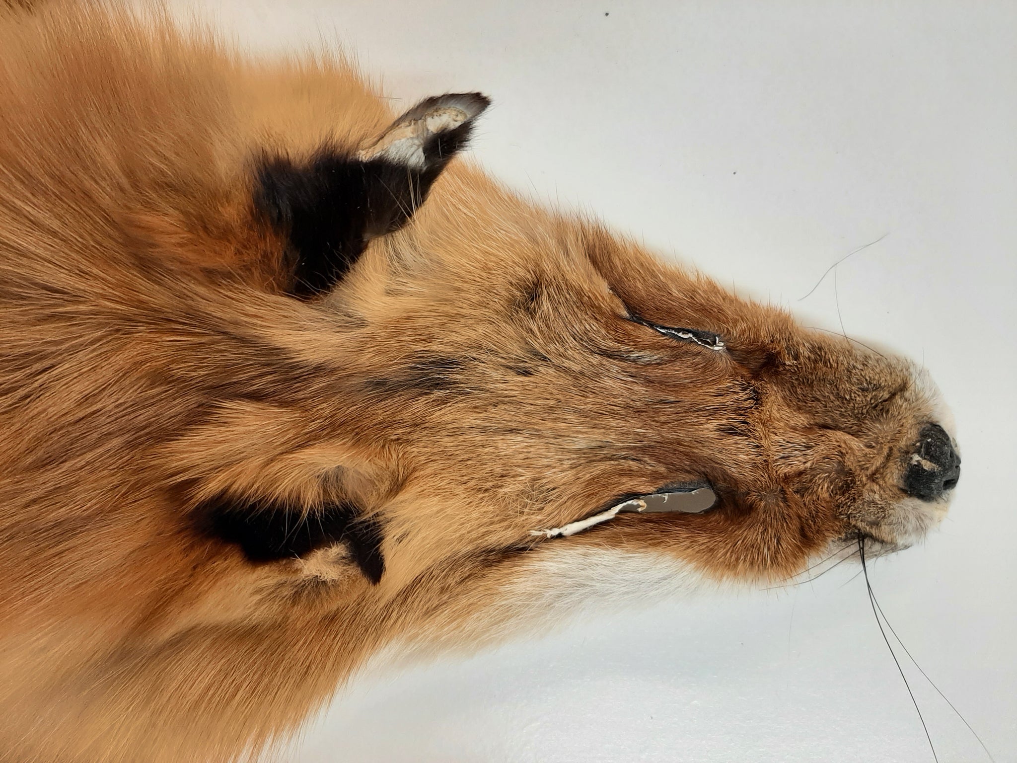 Red Fox Pelt, Tanned – Dakotaline Furs