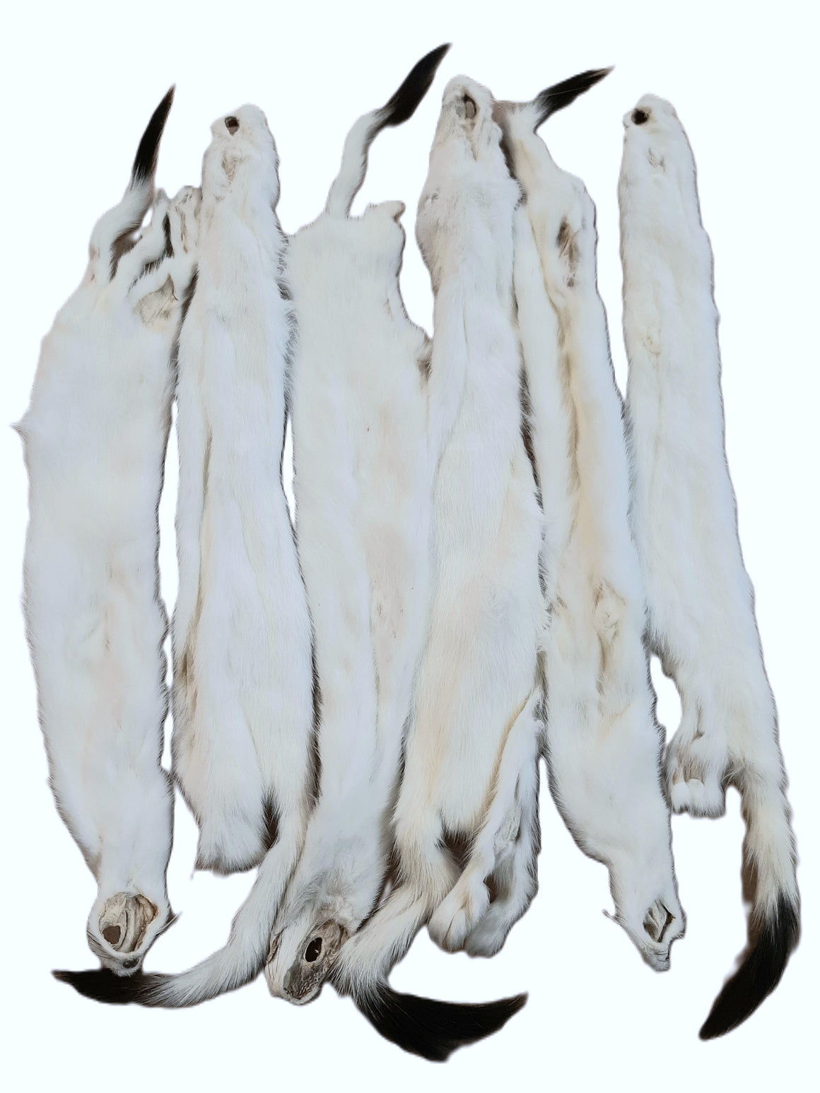 TANNED WEASEL / ERMINE COLLECTION – Dakotaline Furs