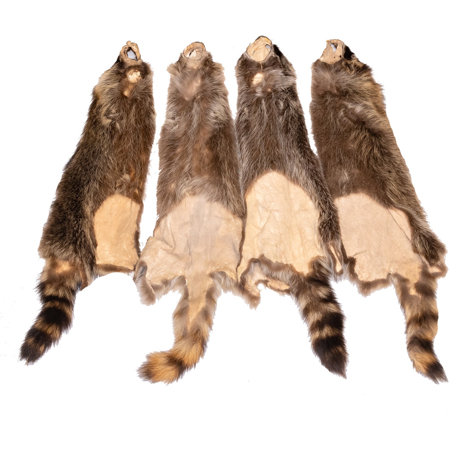 Raccoon – Dakotaline Furs