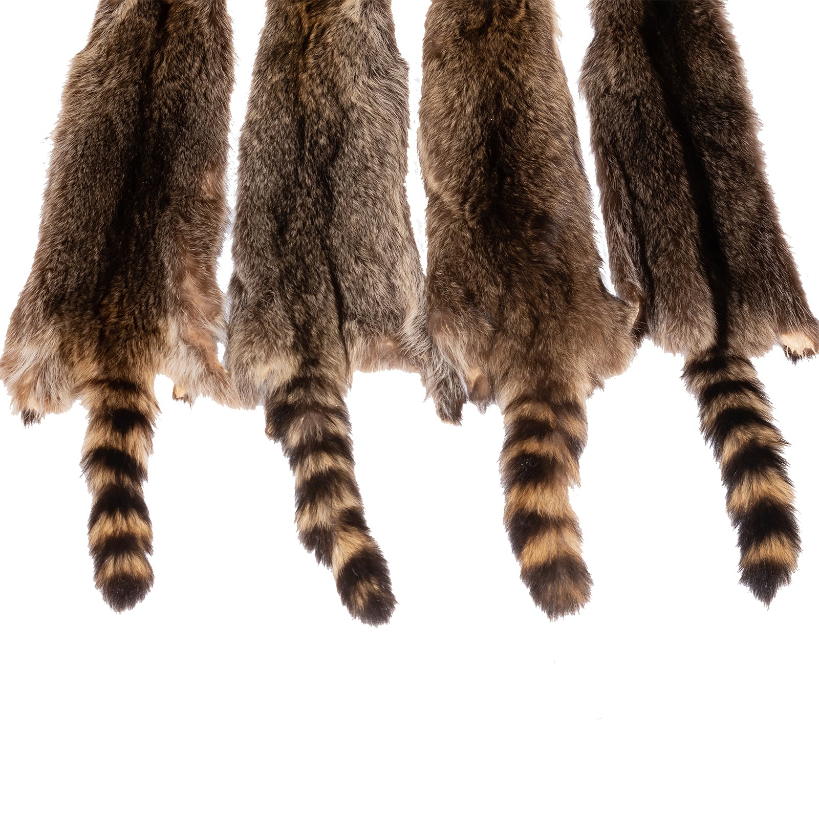 Raccoon – Dakotaline Furs