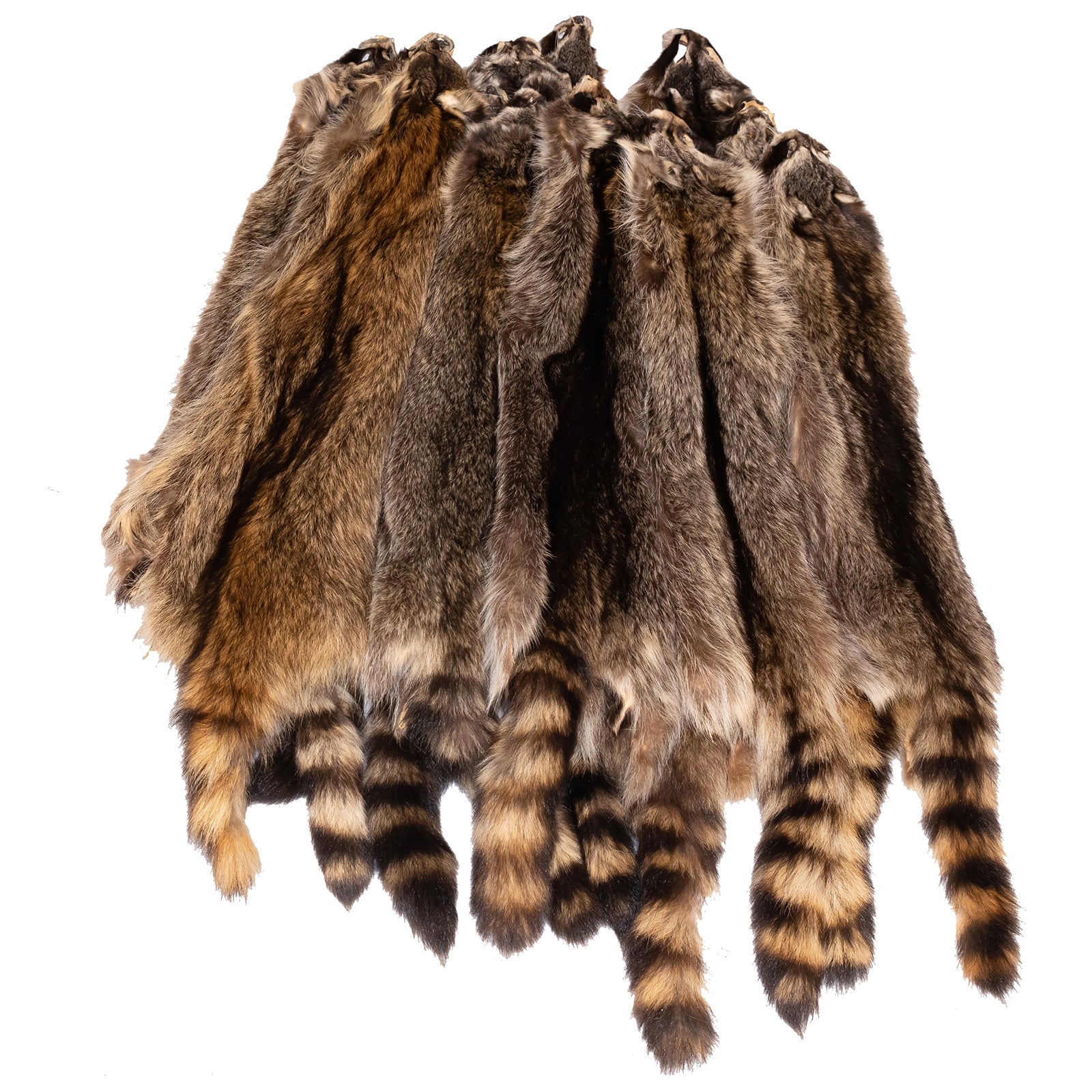 Raccoon – Dakotaline Furs